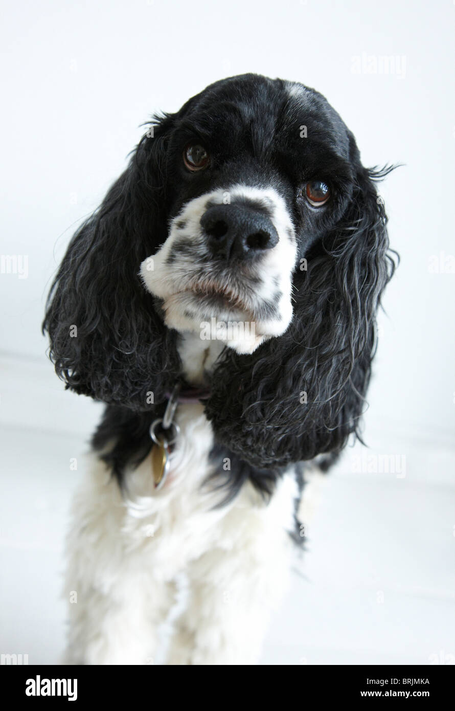 Schwarz Weisser Cocker Spaniel Stockfotos und -bilder Kaufen - Alamy