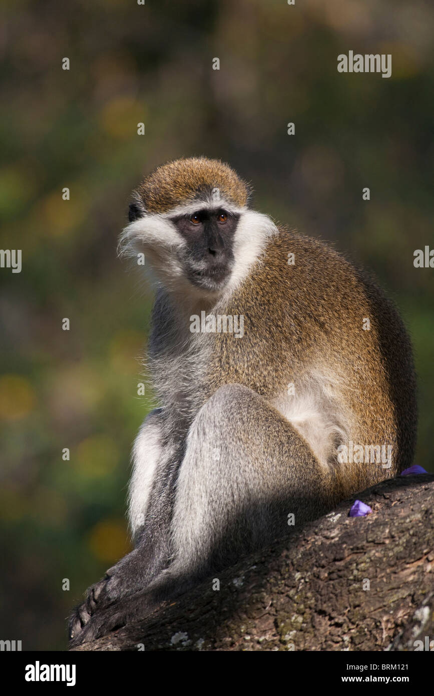 Ein sitzender affe -Fotos und -Bildmaterial in hoher Auflösung – Alamy