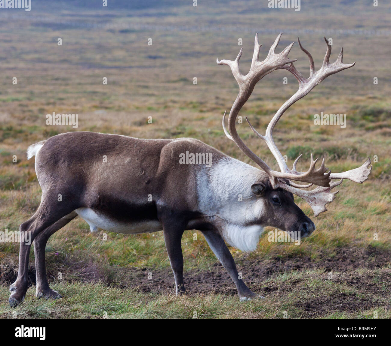 Cairngorms reindeer -Fotos und -Bildmaterial in hoher Auflösung – Alamy