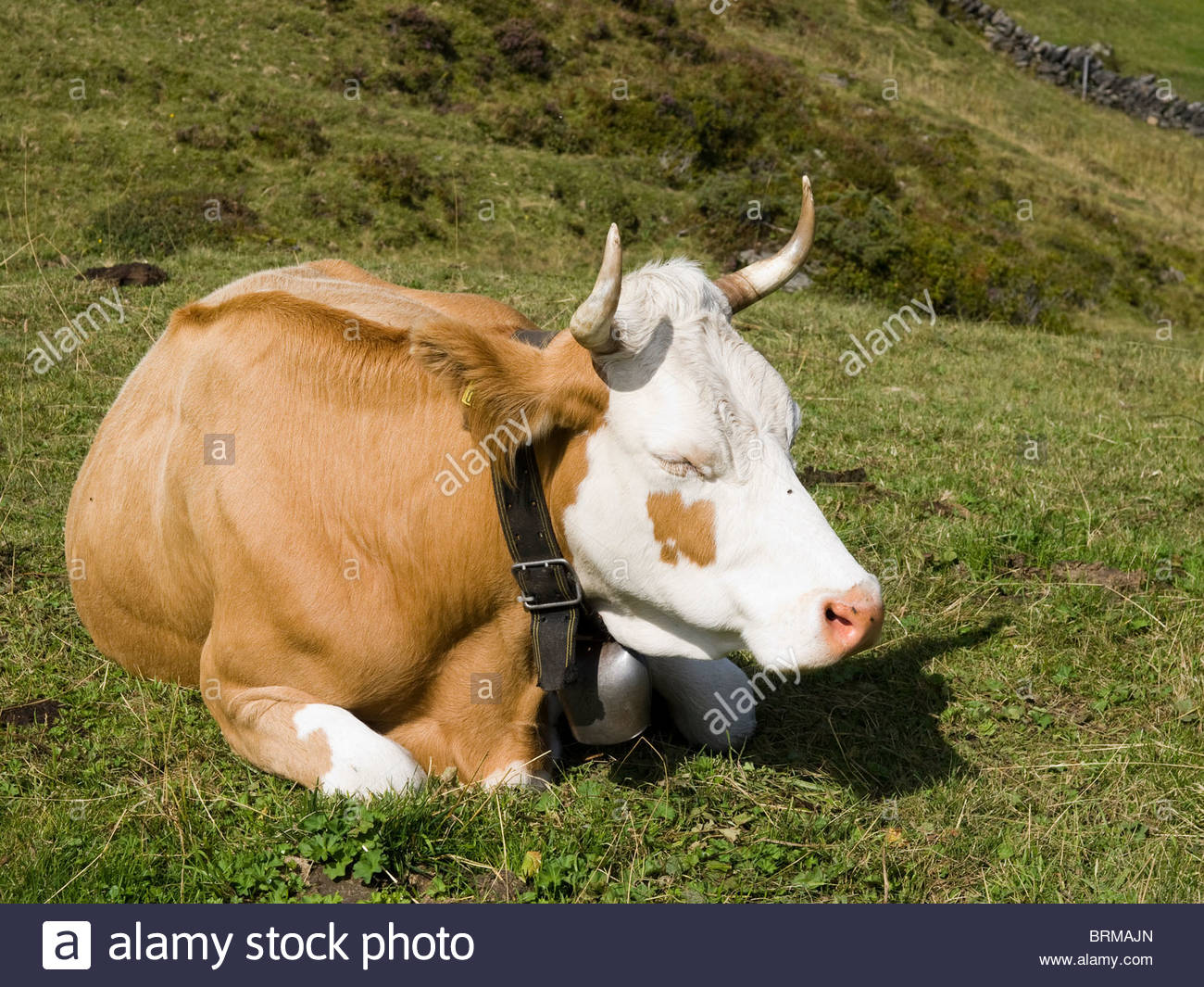 'cow Bell' Stockfotos & 'cow Bell' Bilder - Seite 2 - Alamy