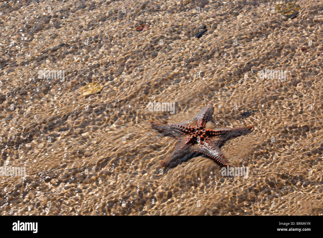 Schimmer auf dem wasser -Fotos und -Bildmaterial in hoher Auflösung – Alamy