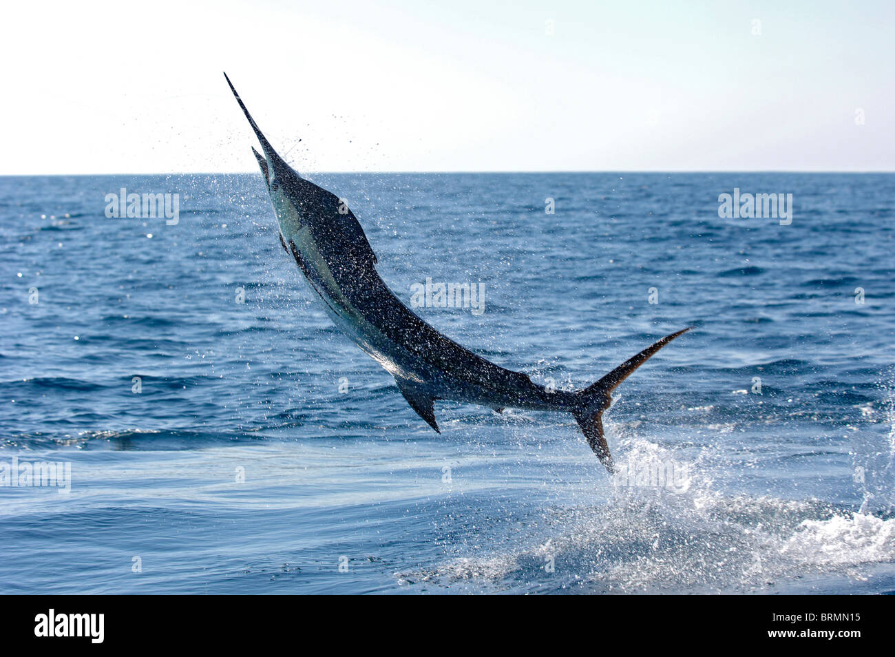 Blauer marlin -Fotos und -Bildmaterial in hoher Auflösung – Alamy