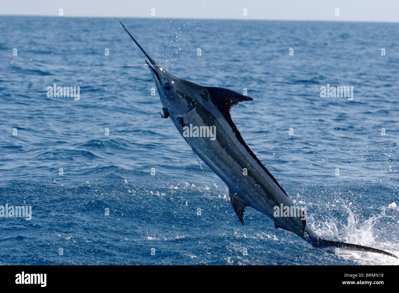 Blue Marlin gefangen und aufspringend aus dem Meer, während seine Rute ...