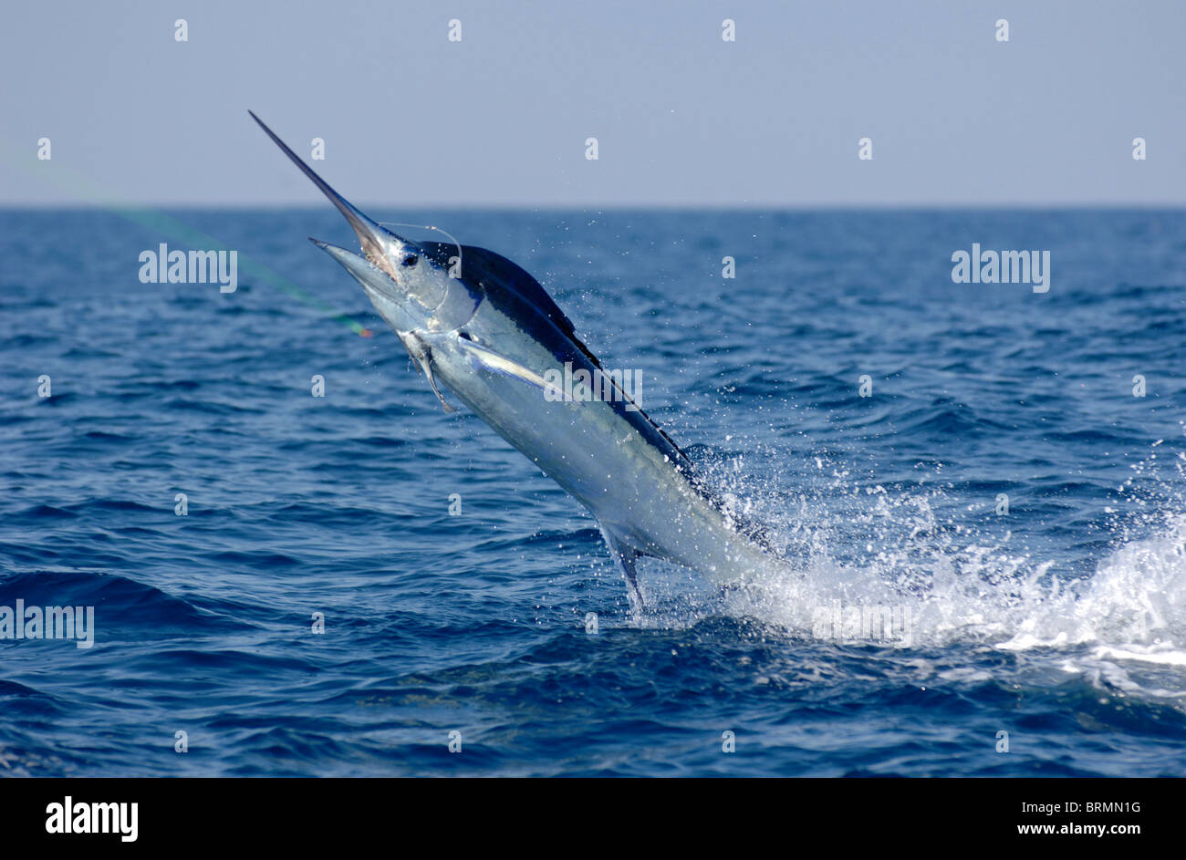 Blauer marlin -Fotos und -Bildmaterial in hoher Auflösung – Alamy