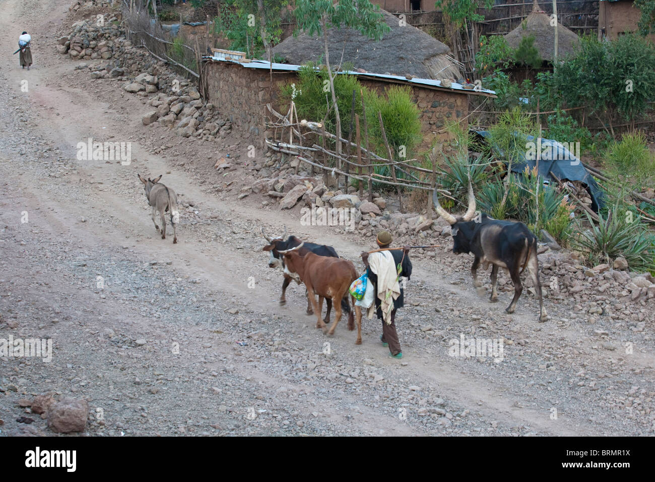 Der mann mit dem esel -Fotos und -Bildmaterial in hoher Auflösung – Alamy