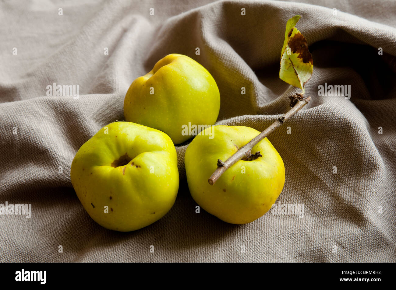 Japanese quince fruit -Fotos und -Bildmaterial in hoher Auflösung – Alamy