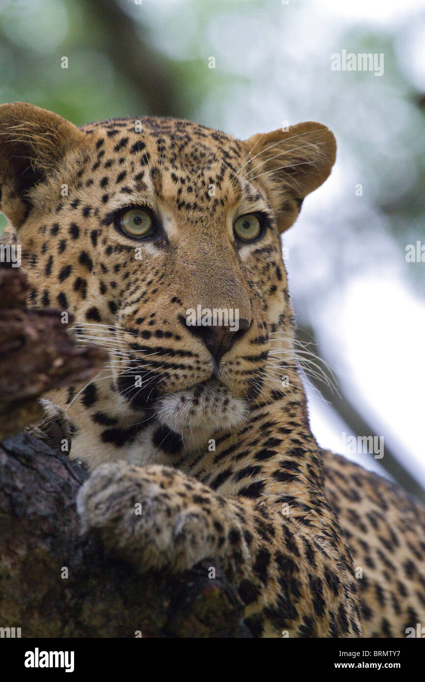 Leopard im baum -Fotos und -Bildmaterial in hoher Auflösung – Alamy