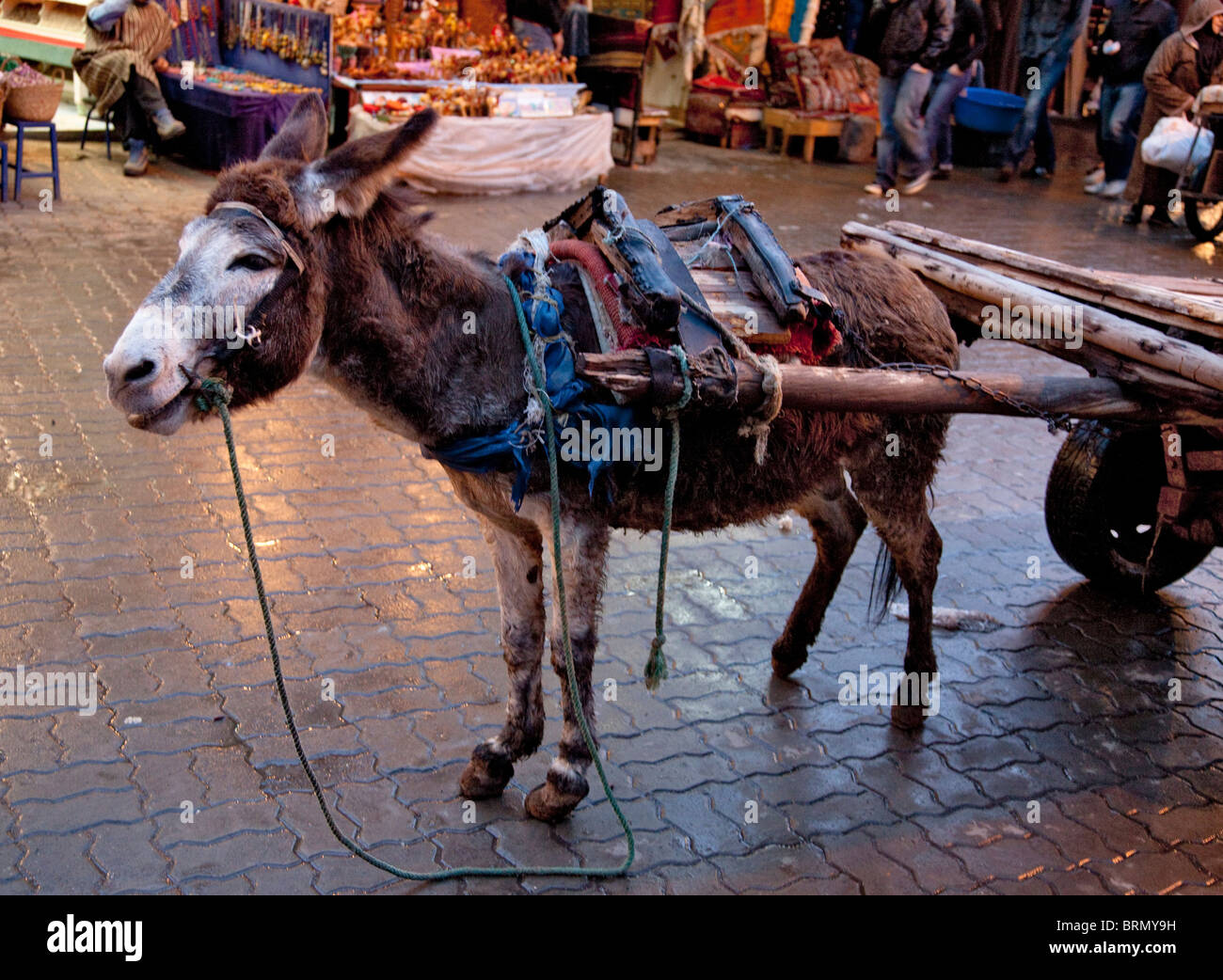 Marrakesch esel Stockfotos und -bilder Kaufen - Alamy