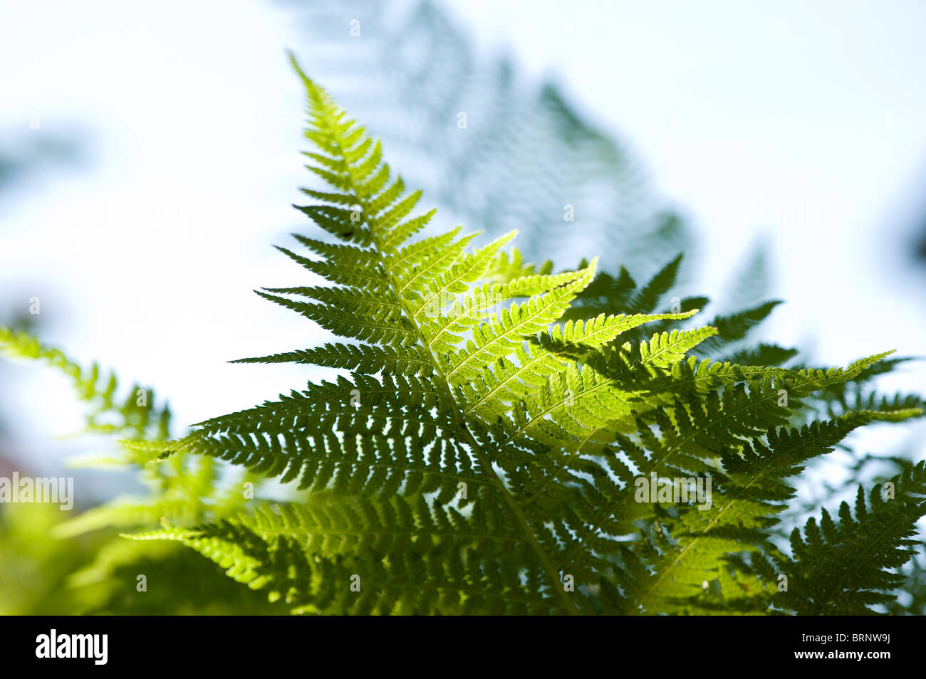 Farn anatomie -Fotos und -Bildmaterial in hoher Auflösung – Alamy