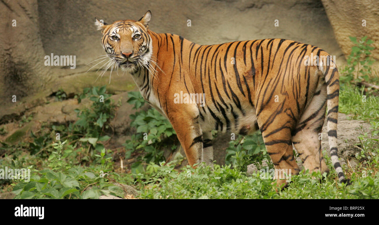 Malayischen Tiger Erwachsenen stehen alleine mit seinem Kopf drehte ...