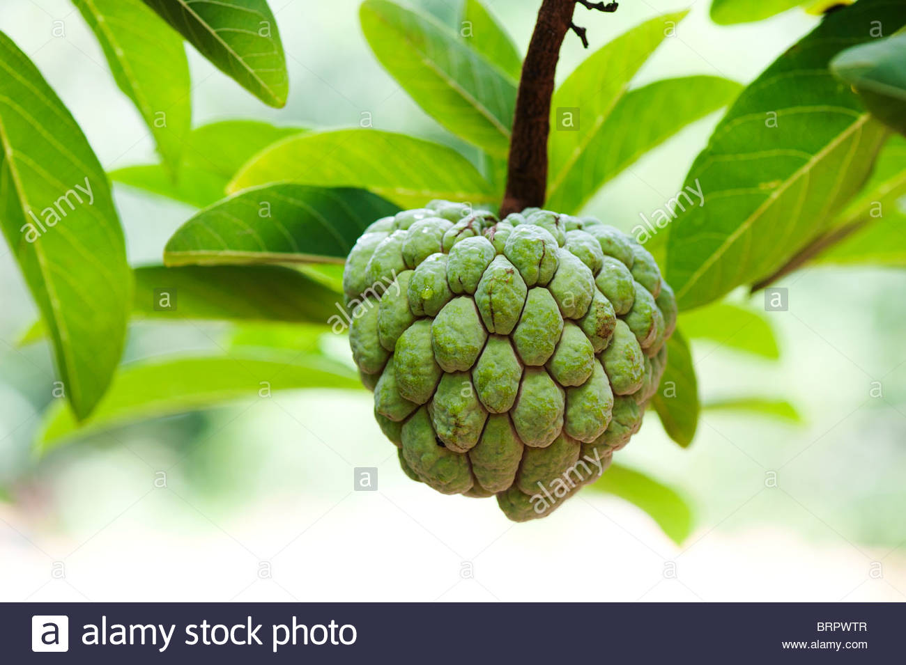 Annona Reticulata Stockfotos & Annona Reticulata Bilder - Alamy