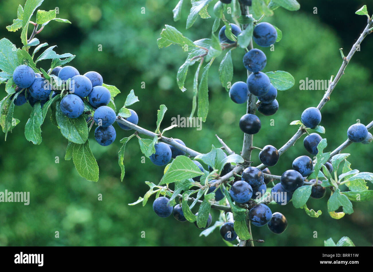 Prunus Spinosa, Schlehe, Schlehe Beeren Schlehen wachsen Blaue Beeren ...