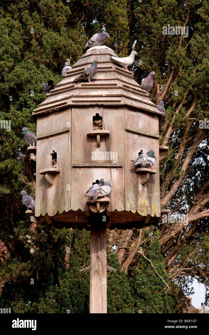 Taubenschlag oder taubenschlag -Fotos und -Bildmaterial in hoher Auflösung – Alamy