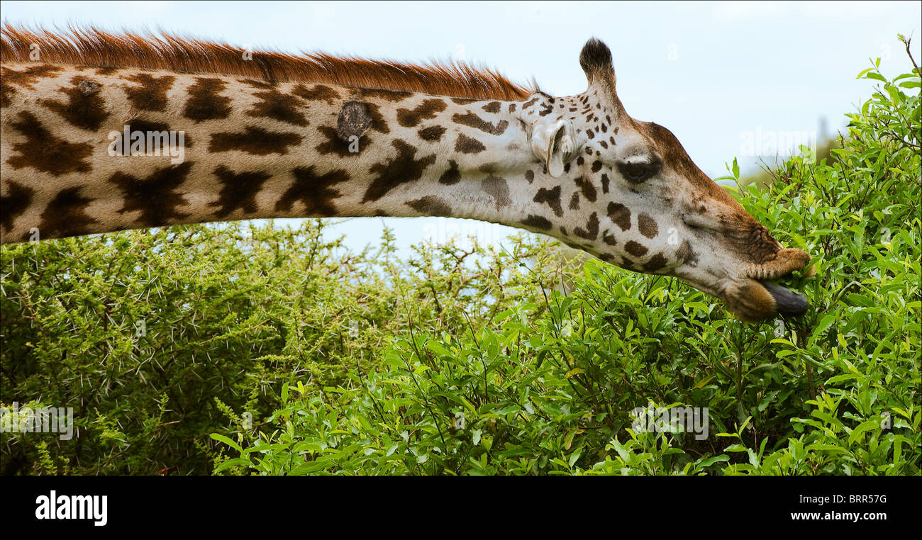 Die Giraffe frisst. Die Giraffe hat tendenziell ein Busch und dunkel ...