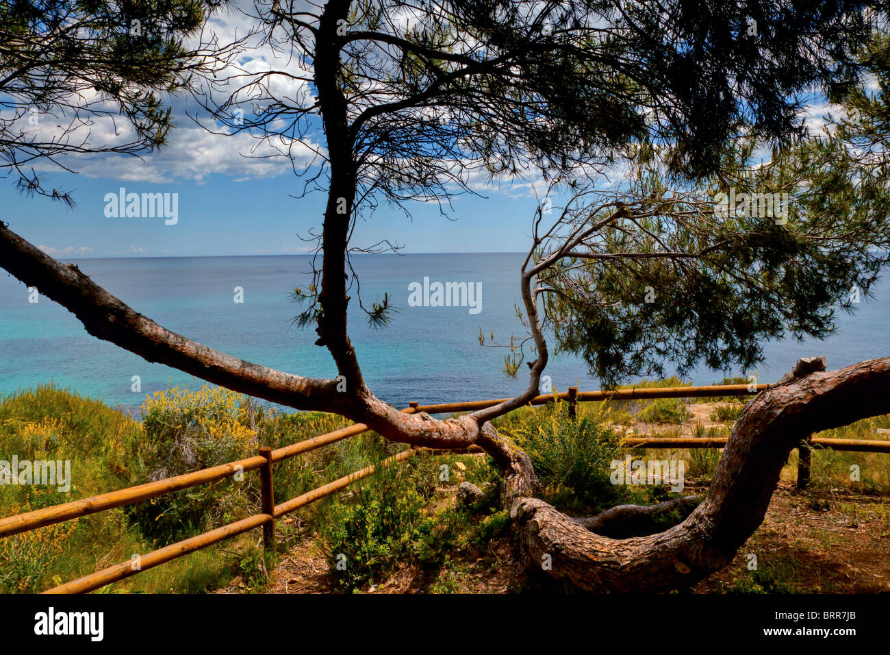 Pinien mediterran meer -Fotos und -Bildmaterial in hoher Auflösung – Alamy