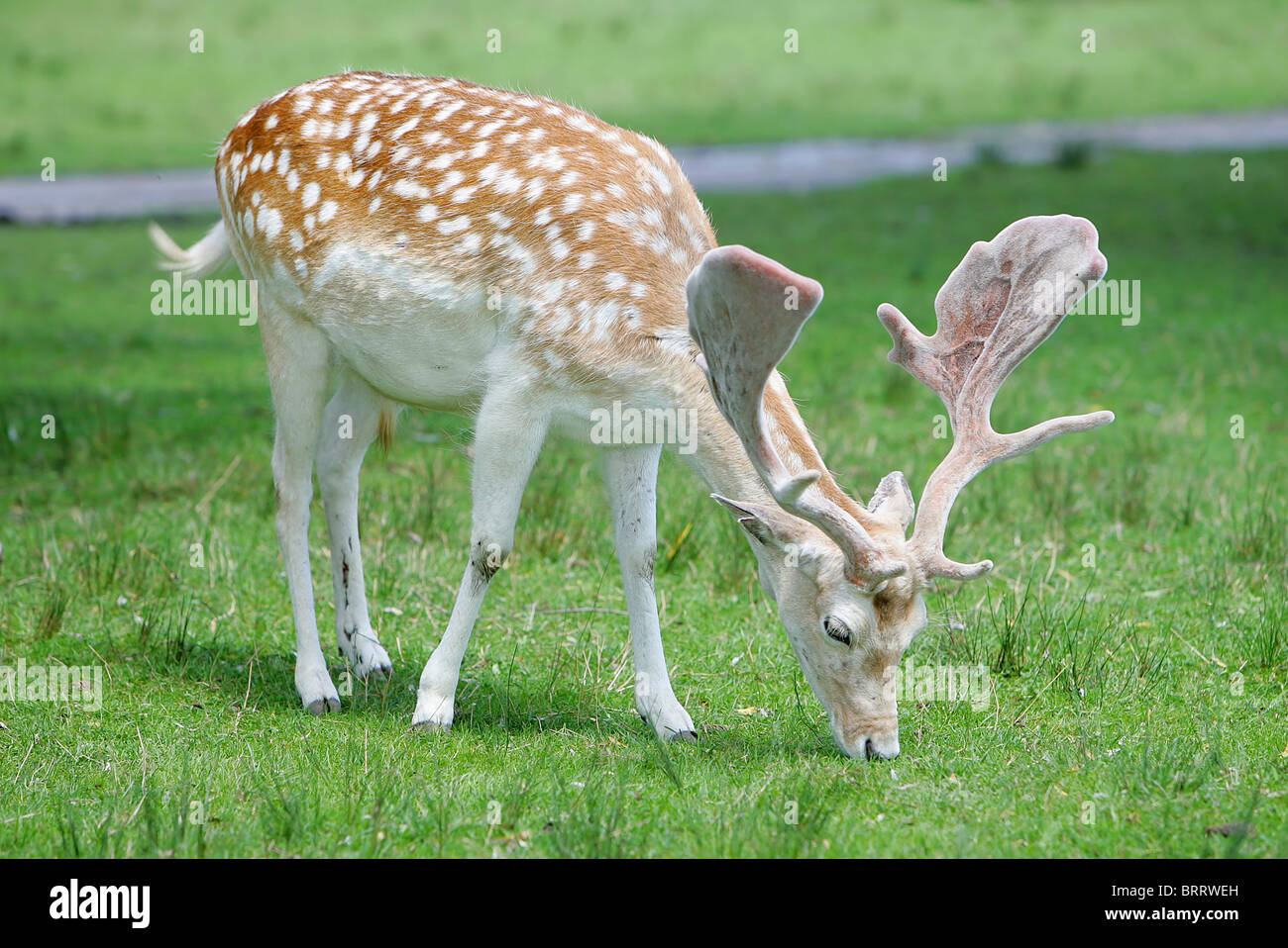 Junge gefleckte rehe -Fotos und -Bildmaterial in hoher Auflösung – Alamy