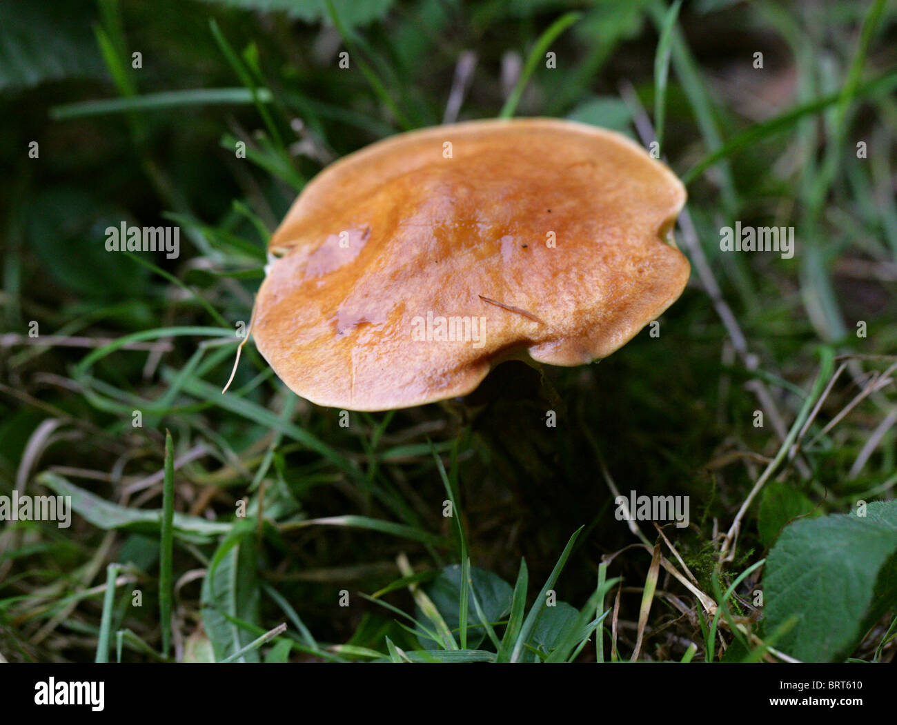 Suillus grevillei -Fotos und -Bildmaterial in hoher Auflösung – Alamy