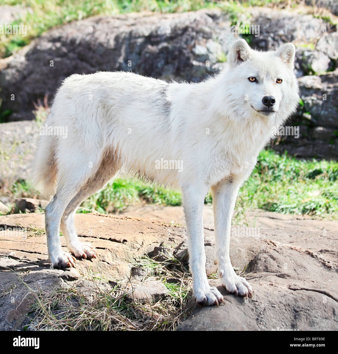 Arctic wolf puppy -Fotos und -Bildmaterial in hoher Auflösung – Alamy