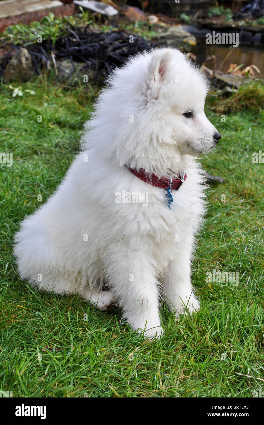 Samojeden Welpen Süß liebenswerten Hund Sammy Stockfotografie - Alamy