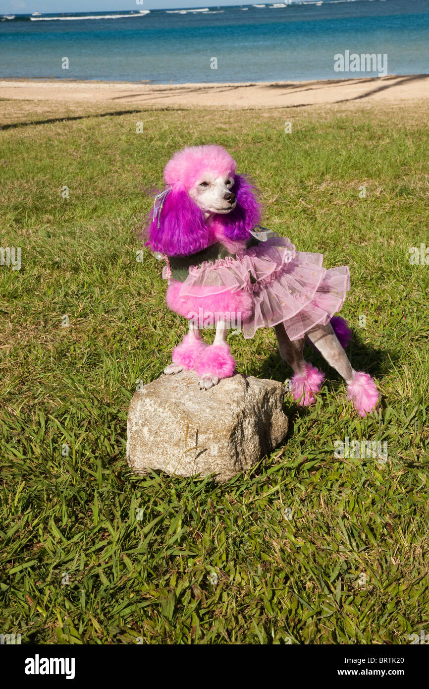 Lila und rosa Pudel präpariert und stellte auf einem Felsen steht ...