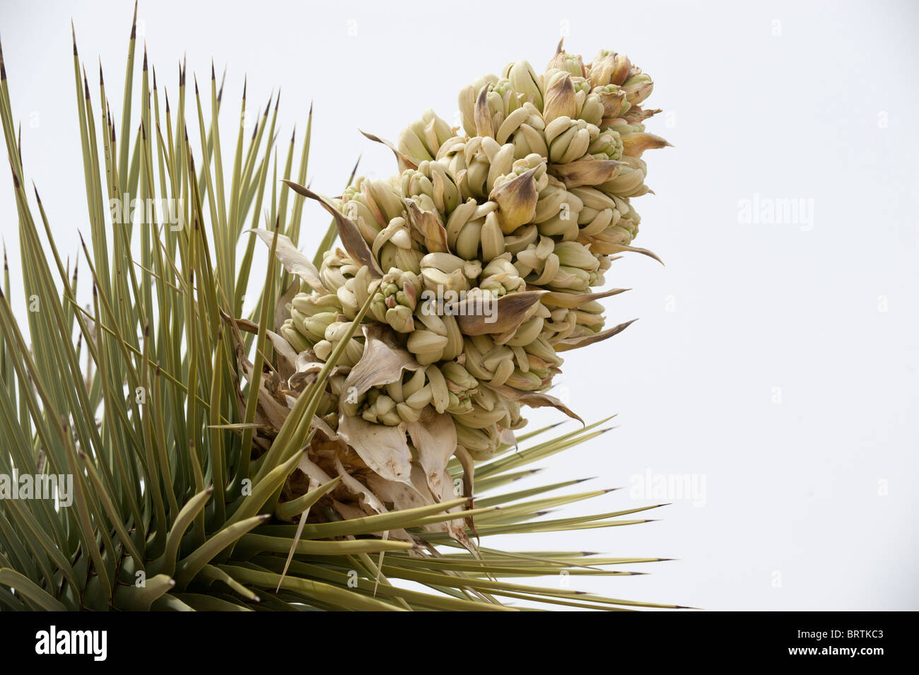 Blüte der Joshua Baum (Yucca Brevifolia) im Joshua Tree National Park ...