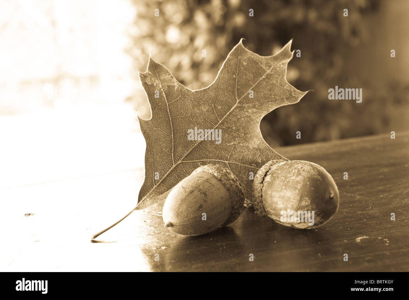 Oak tree eichenblatt -Fotos und -Bildmaterial in hoher Auflösung – Alamy