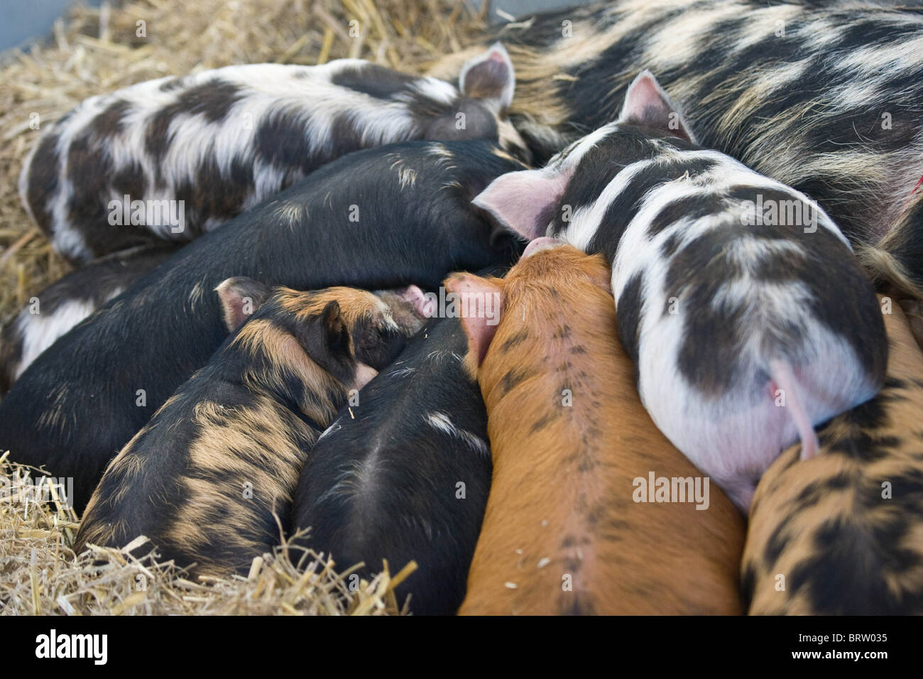 Kune Kune Miniatur Ferkel Stockfotografie - Alamy