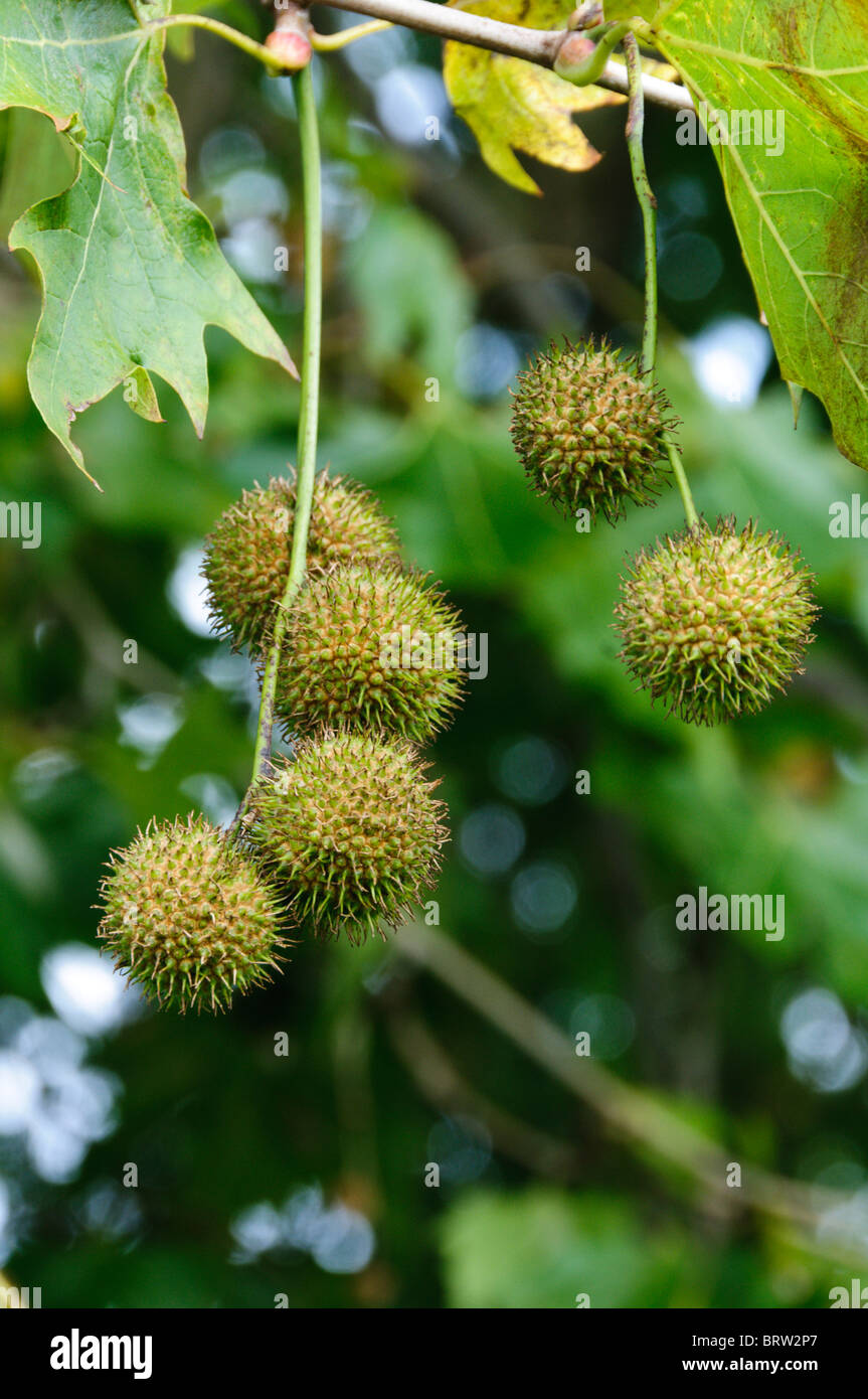 Platanus hispanica london flugzeug -Fotos und -Bildmaterial in hoher ...