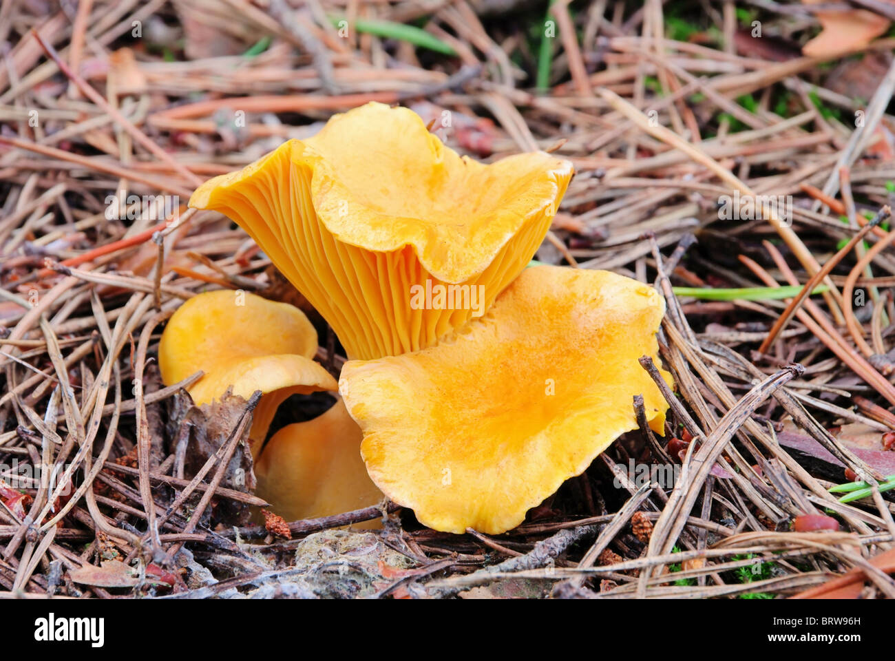 Pfifferling wald -Fotos und -Bildmaterial in hoher Auflösung - Seite 2 ...