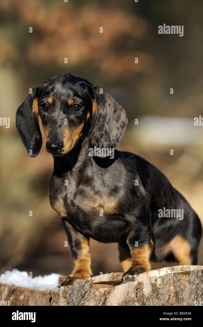 Kurzhaarige dackel -Fotos und -Bildmaterial in hoher Auflösung – Alamy