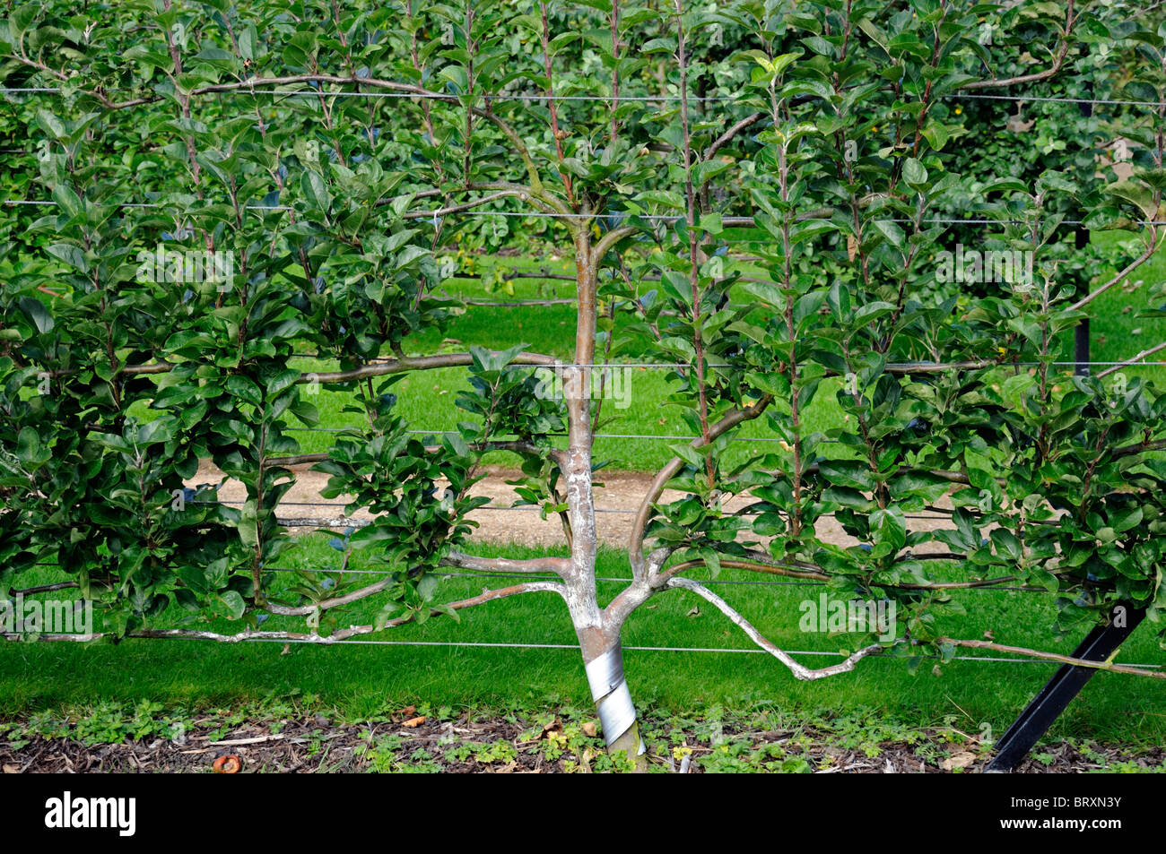 Apfelbaum malus -Fotos und -Bildmaterial in hoher Auflösung – Alamy