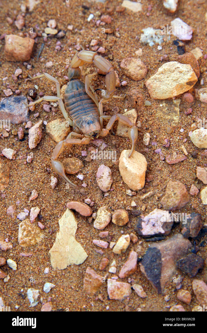 Buthus occitanus -Fotos und -Bildmaterial in hoher Auflösung – Alamy