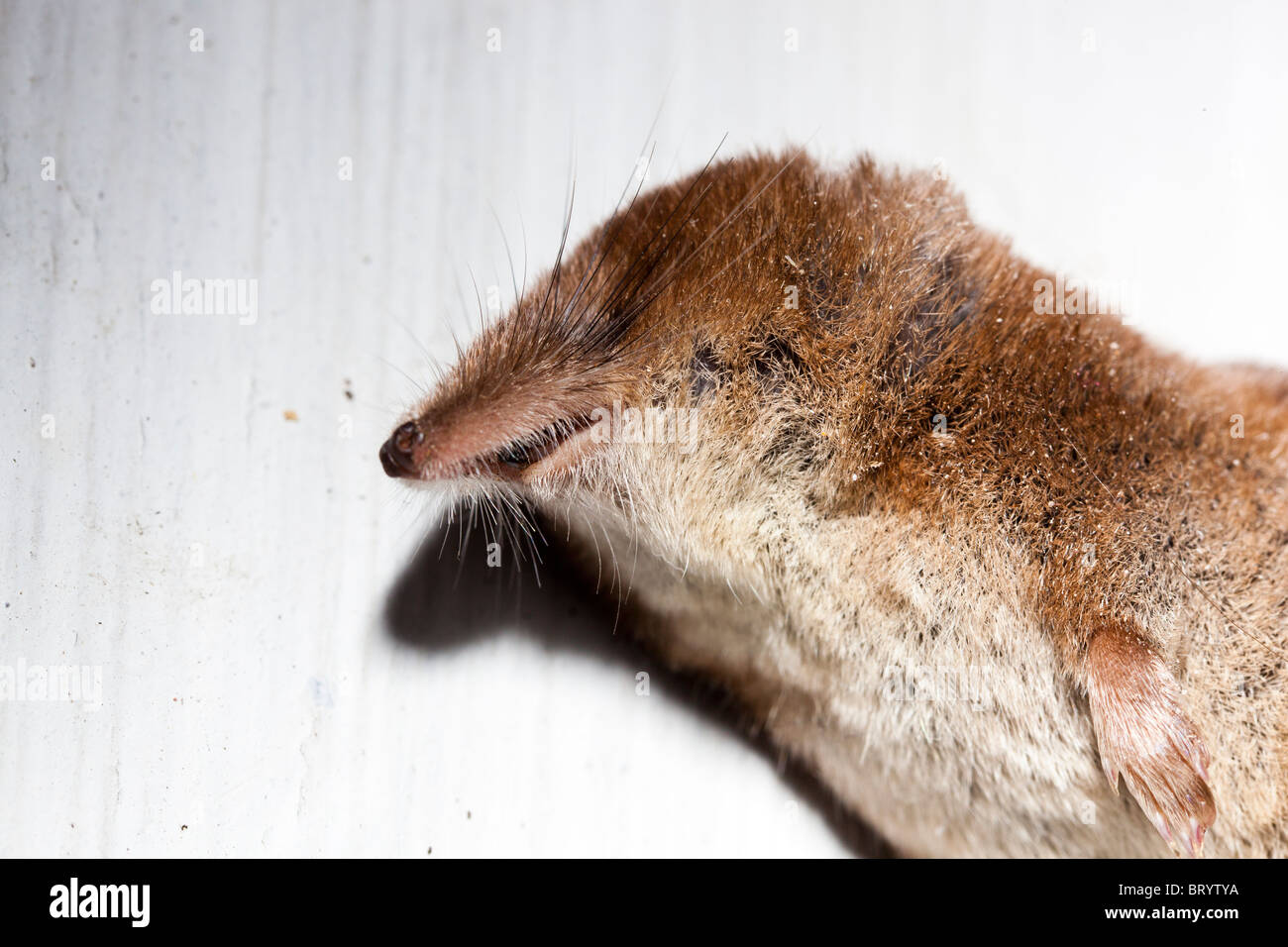 Sorex araneus -Fotos und -Bildmaterial in hoher Auflösung – Alamy