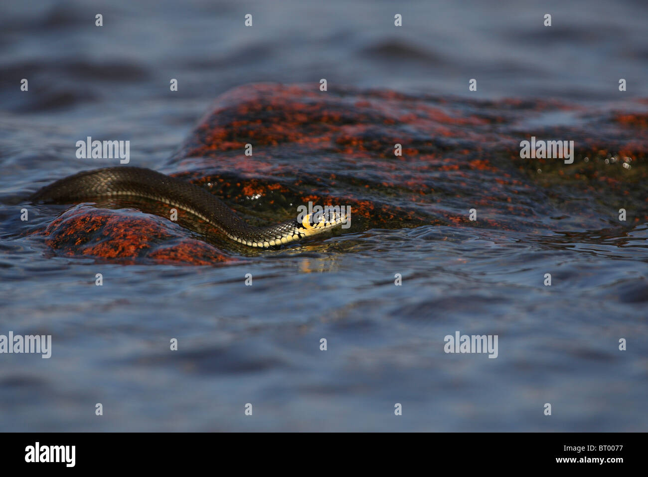 Ringelnatter natrix natrix schwimmend -Fotos und -Bildmaterial in hoher ...