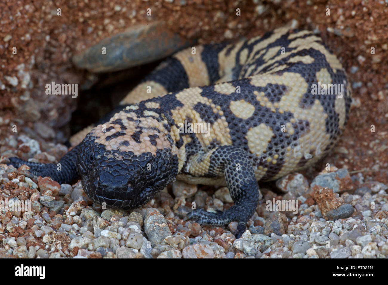 Gila Monster (Heloderma Suspectum) Sonora-Wüste - Arizona - einer der ...