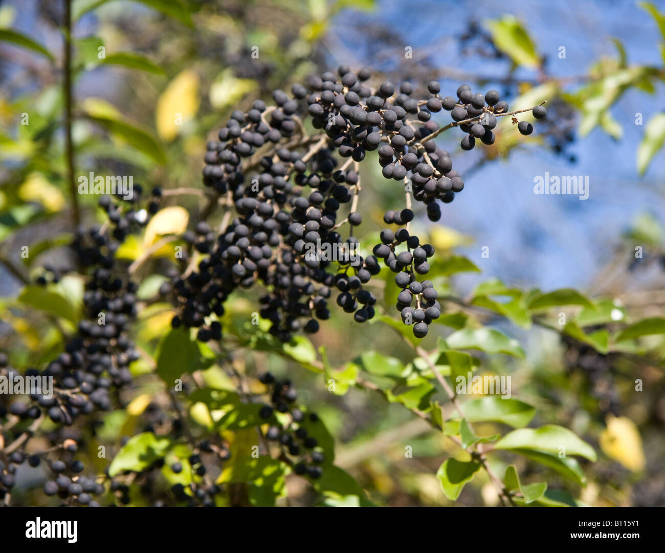 Frucht der Liguster (Ligustrum Stockfotografie - Alamy
