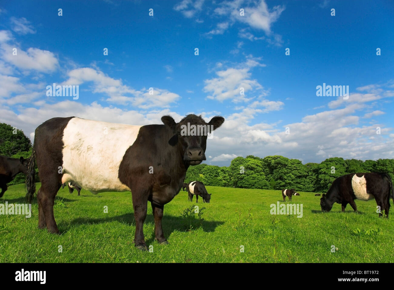 Polled cattle -Fotos und -Bildmaterial in hoher Auflösung – Alamy