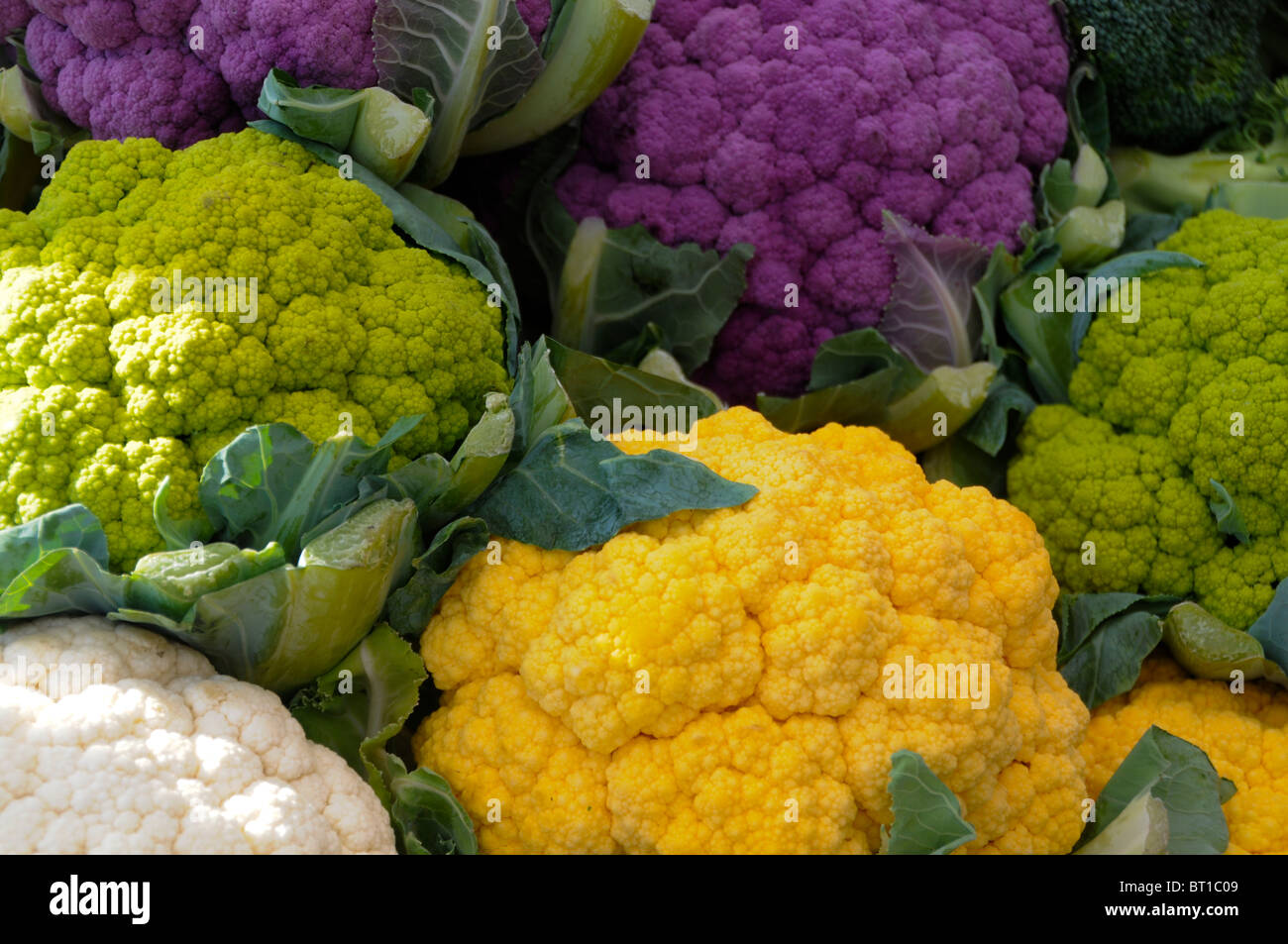 Gemuese sorten -Fotos und -Bildmaterial in hoher Auflösung – Alamy