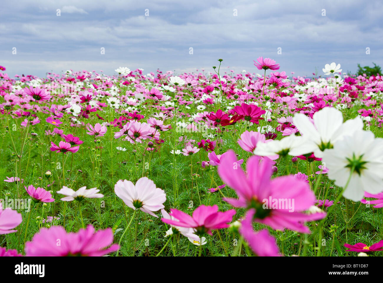 Kosmos blumenfeld -Fotos und -Bildmaterial in hoher Auflösung – Alamy