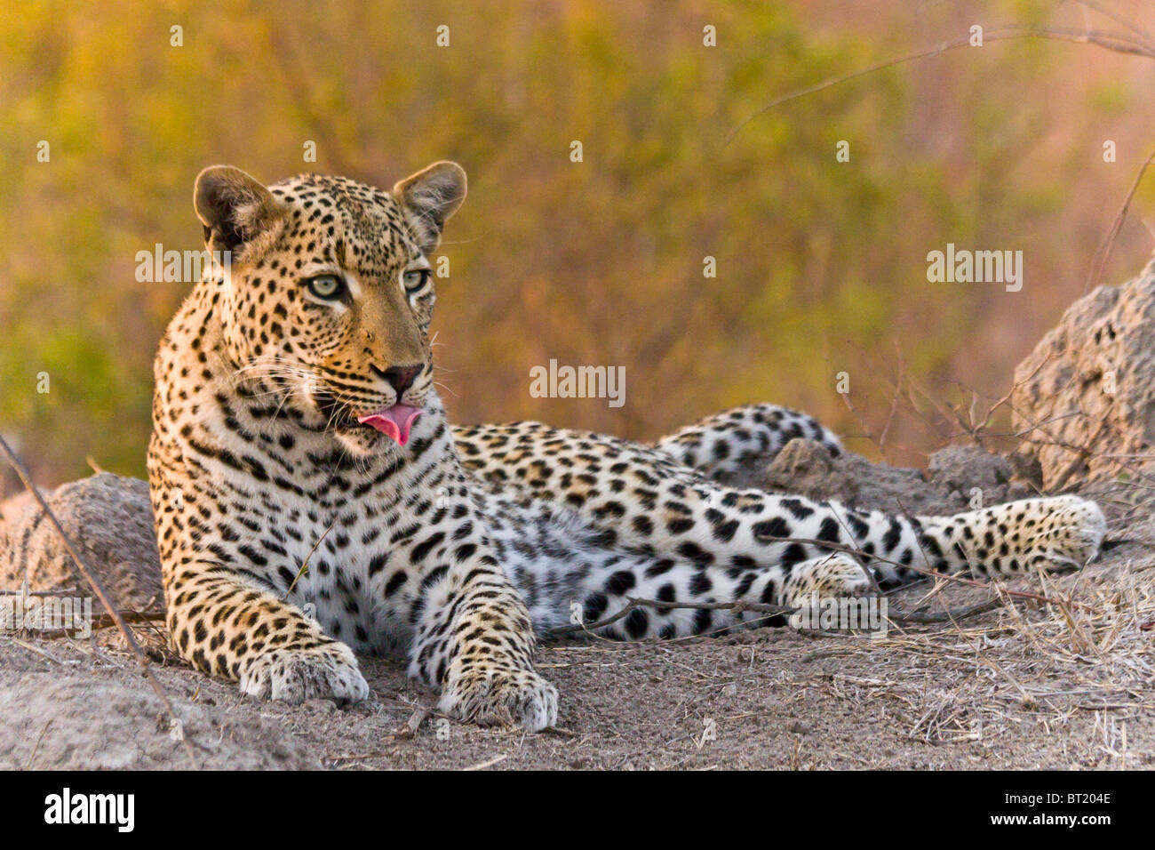 Leopard Tongue Out Stockfotos & Leopard Tongue Out Bilder - Alamy
