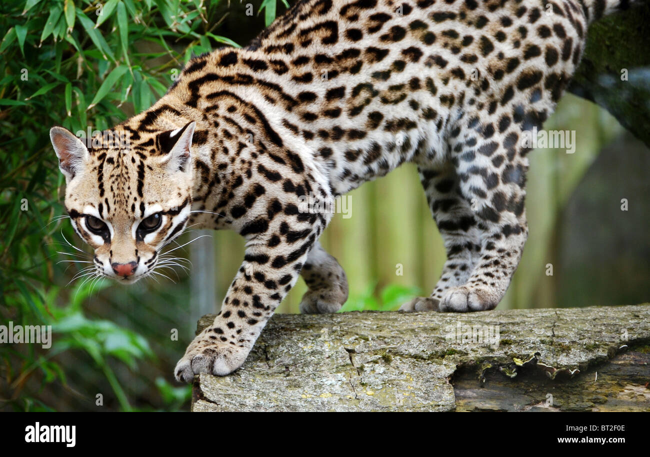 Baum Ozelot Stockfotos und -bilder Kaufen - Alamy