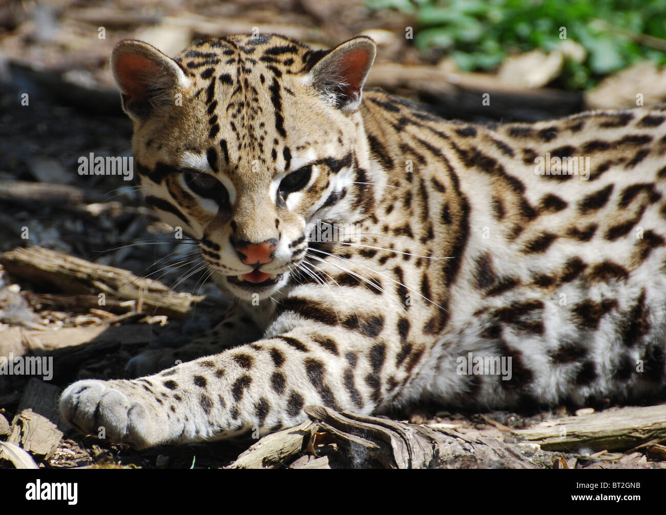 Ozelot leopardus pardalis -Fotos und -Bildmaterial in hoher Auflösung ...