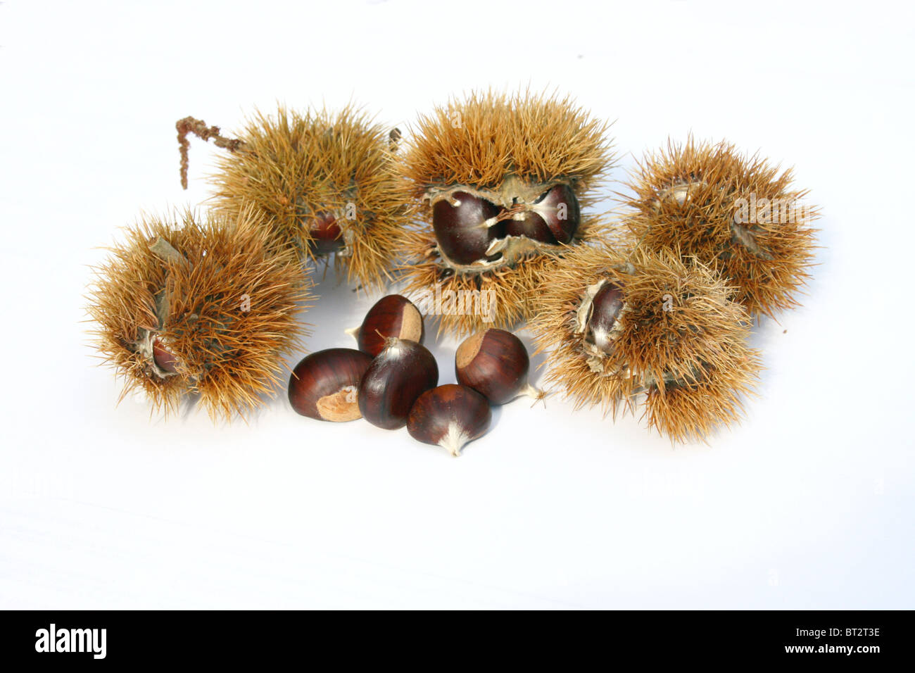 Castanea Sativa Edelkastanie Esskastanie Stockfotos und -bilder Kaufen ...