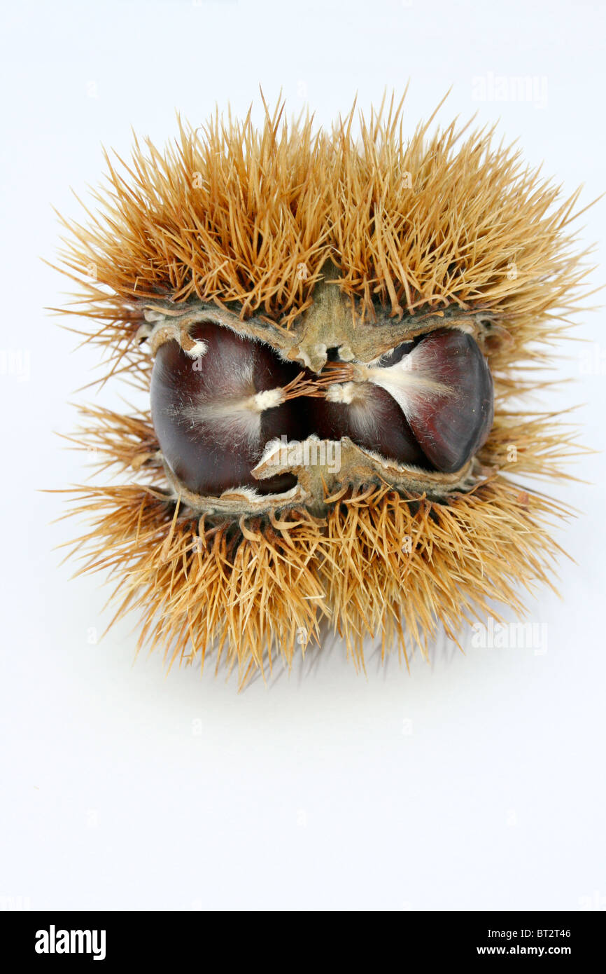 Castanea Sativa Edelkastanie Esskastanie Stockfotos und -bilder Kaufen ...