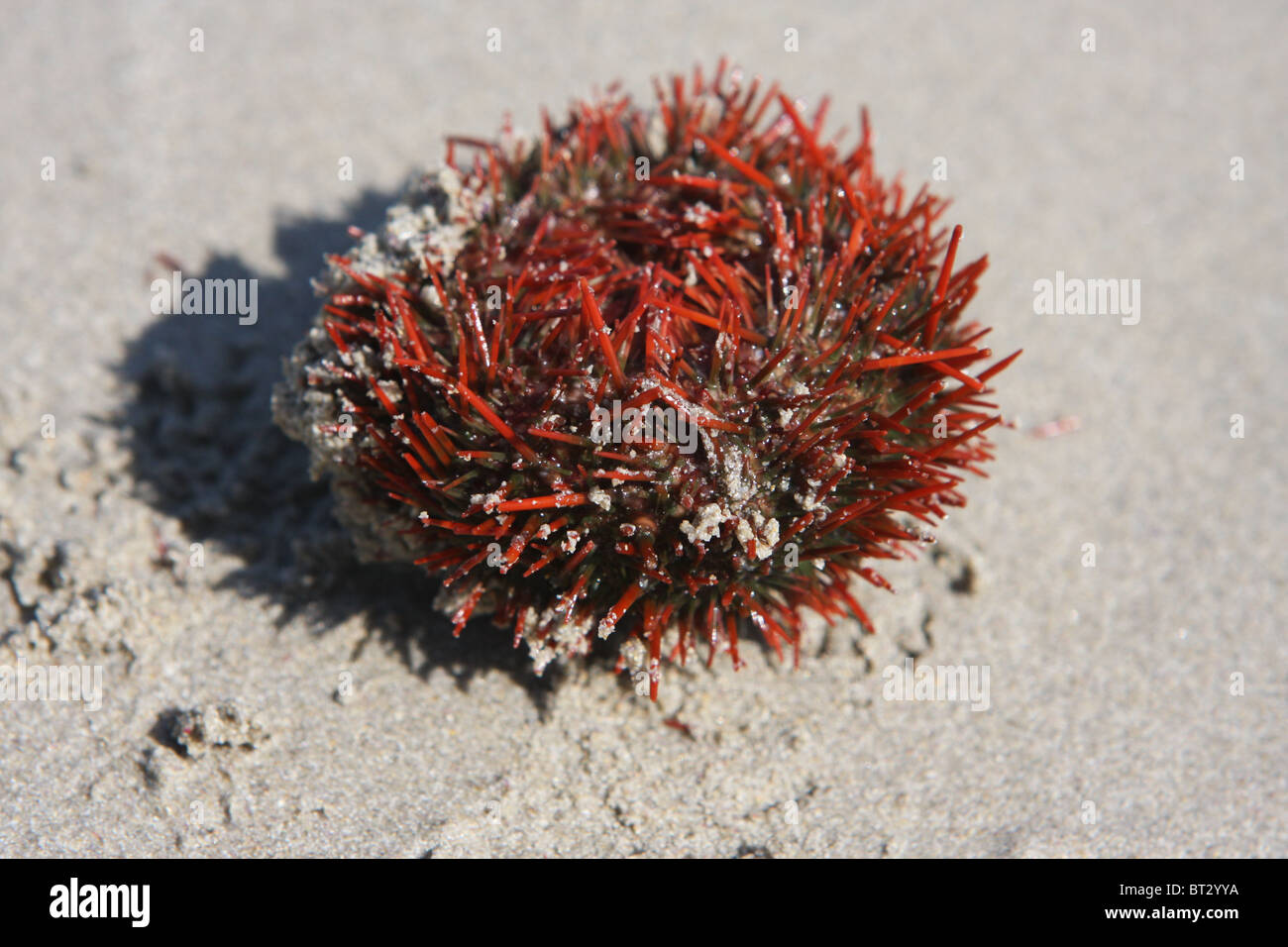 Seeigel strand -Fotos und -Bildmaterial in hoher Auflösung – Alamy