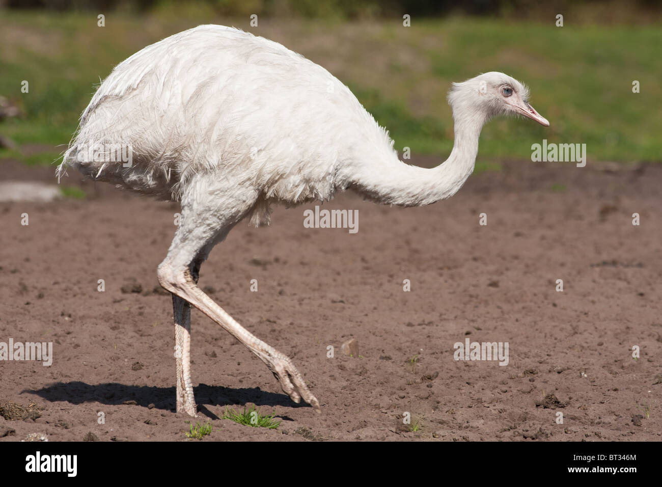 Albino rhea -Fotos und -Bildmaterial in hoher Auflösung – Alamy