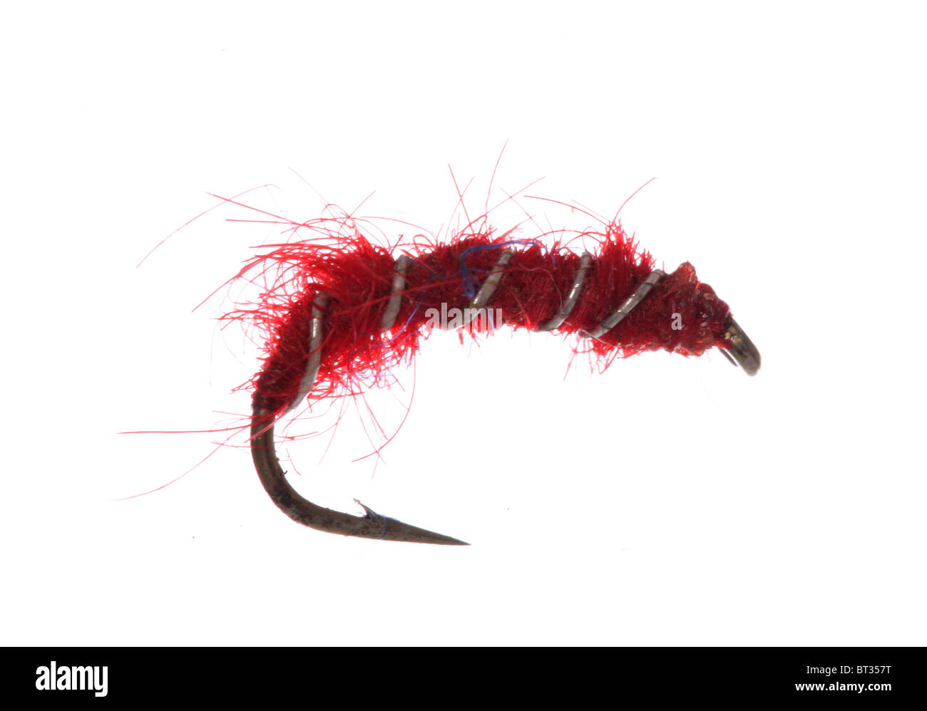 Blood worm -Fotos und -Bildmaterial in hoher Auflösung – Alamy