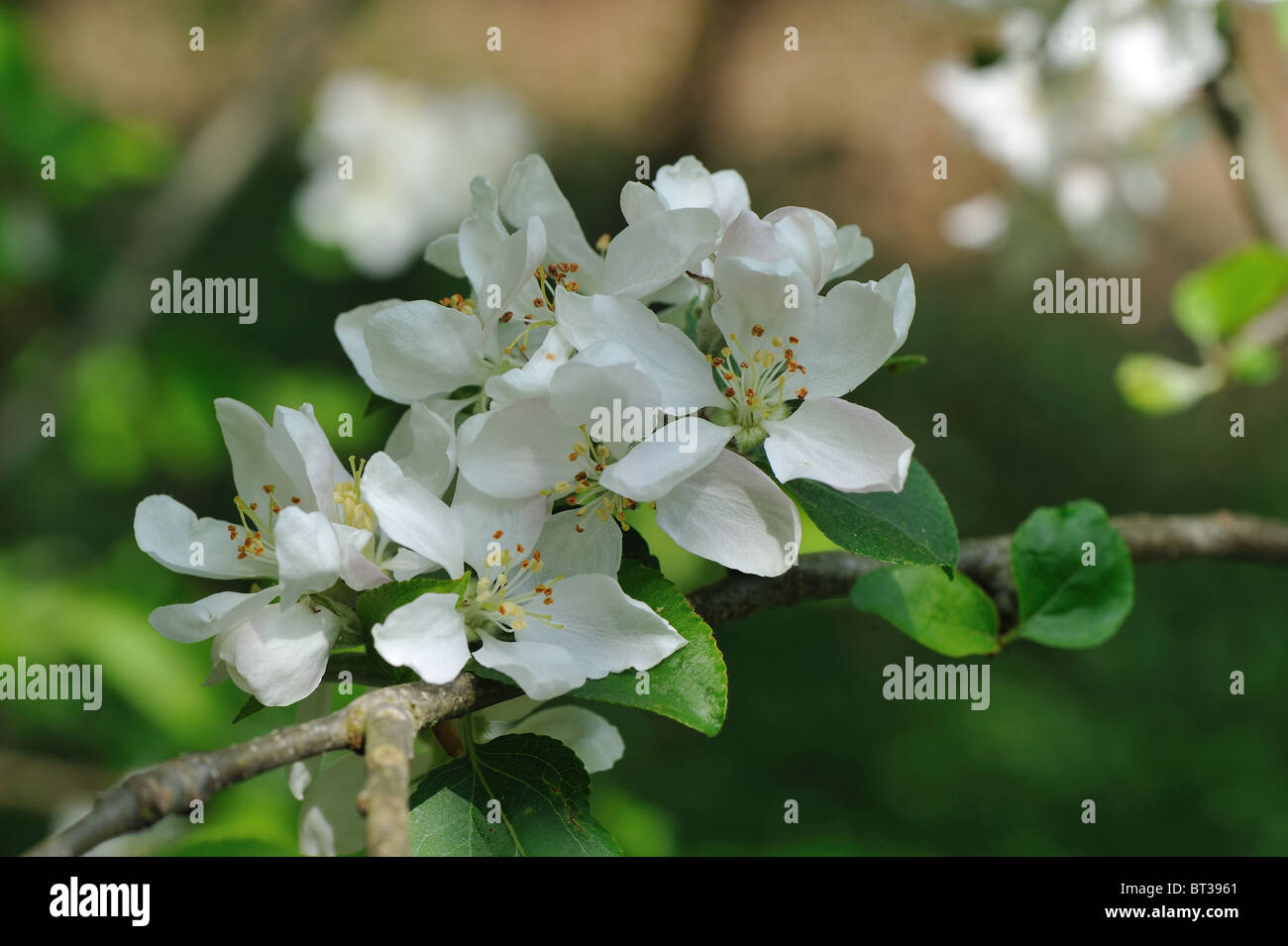 Malus sylvestris apple wild -Fotos und -Bildmaterial in hoher Auflösung ...