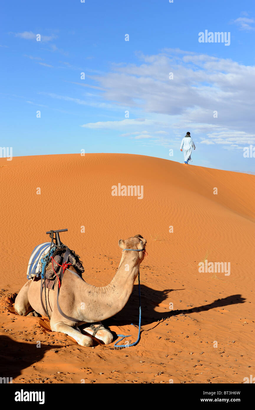 Camel sitting -Fotos und -Bildmaterial in hoher Auflösung – Alamy