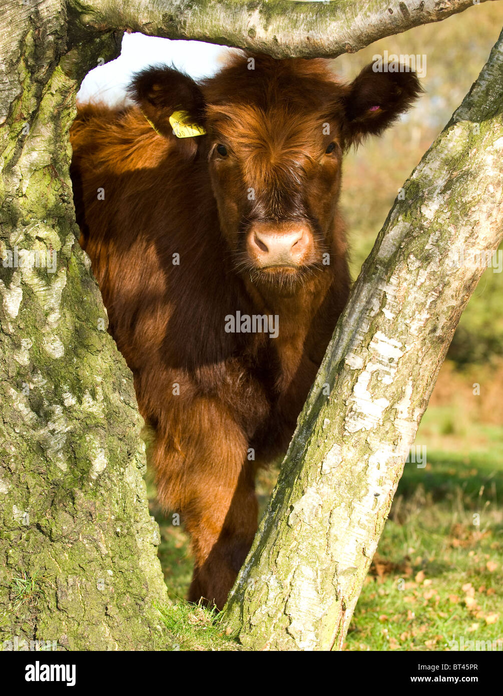 Highland Cattle Baby Stockfotos und -bilder Kaufen - Alamy